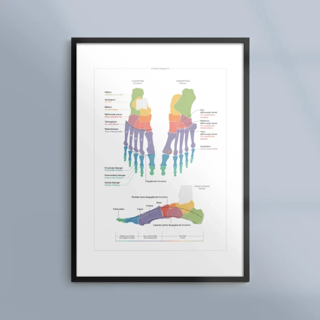 Poster med fotens skelett | Fotens anatomi | Kunskapat