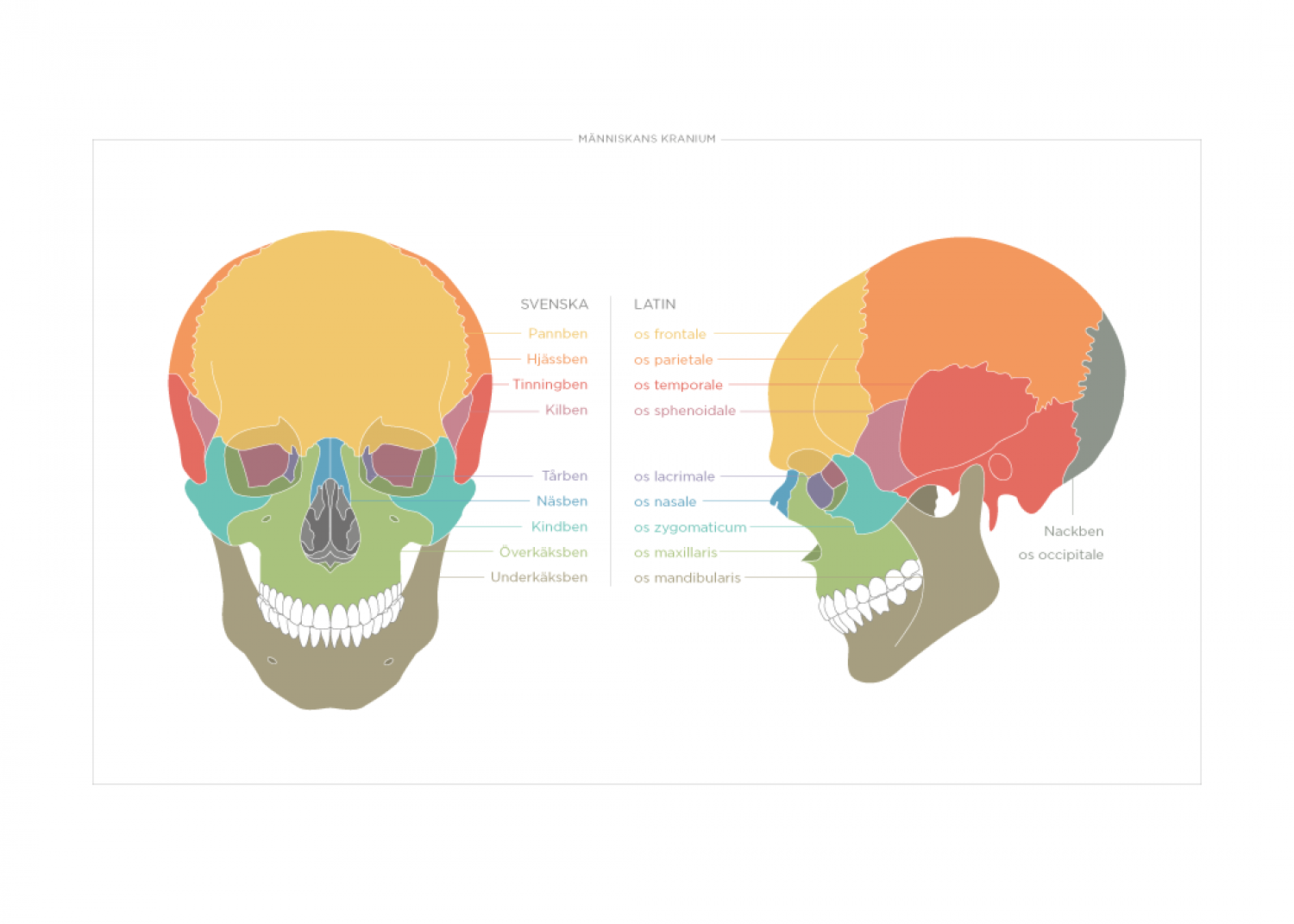 Poster människans kranium | Kunskapsposter | Affisch kranium