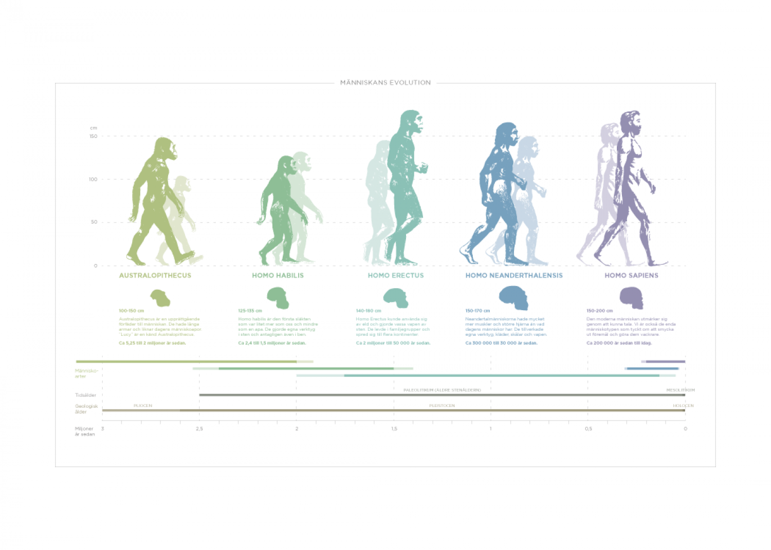 Poster med människans evolution | kunskapat.se
